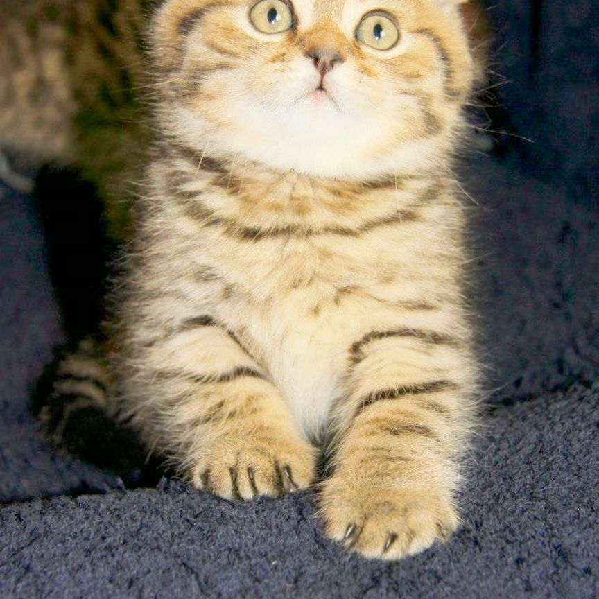 Шотландские вислоухие мрамор