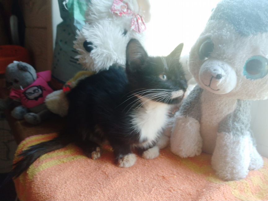 Милые котята