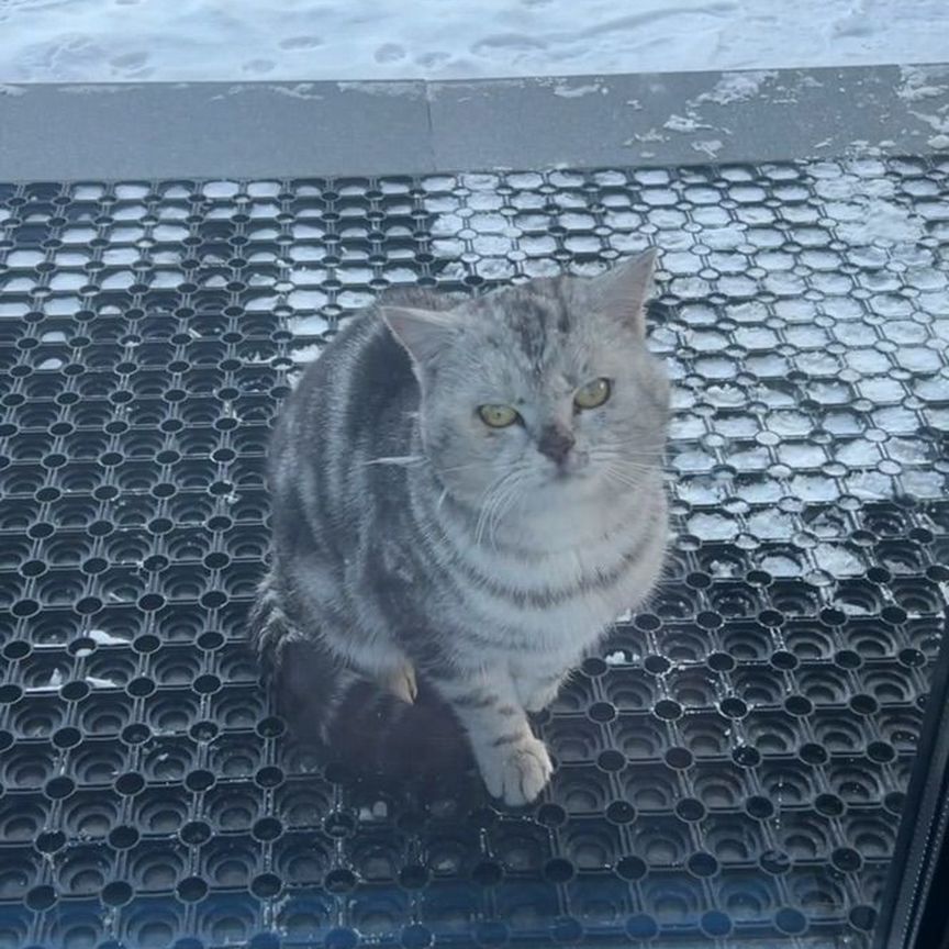 Котик ищет дом