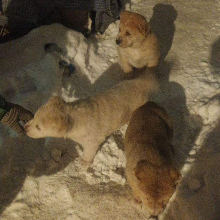 Шинки алабая