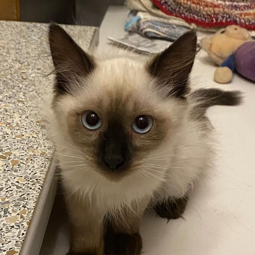 Котята тайские