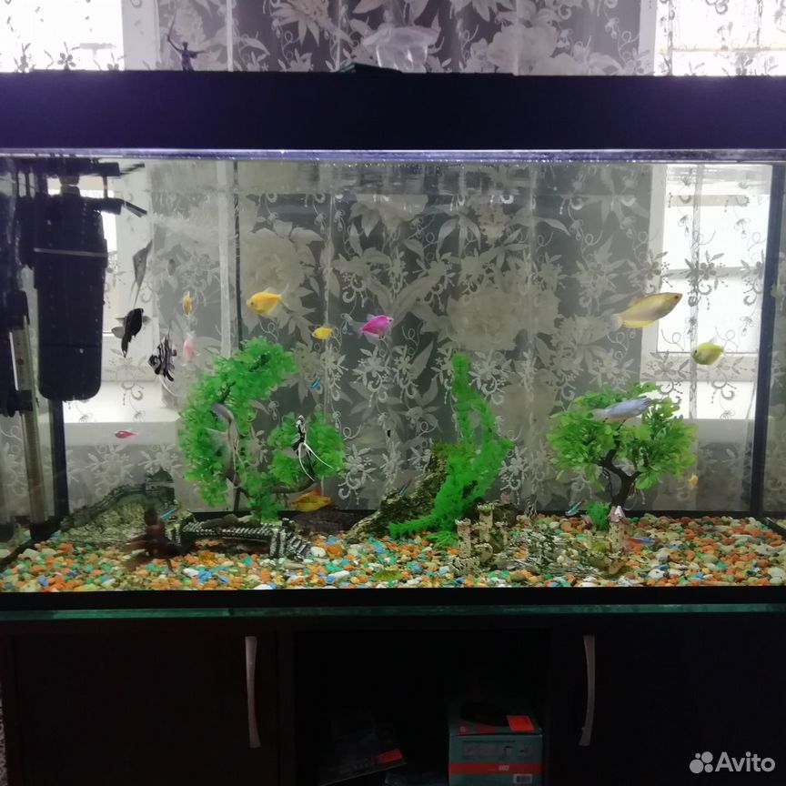 Аквариум 250 литров с тумбой и всем содержимым