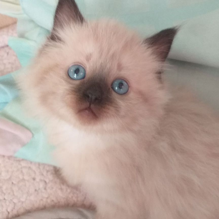 Кошечка невская