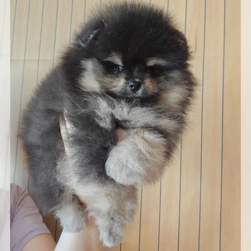 Немецкий шпиц, щенок