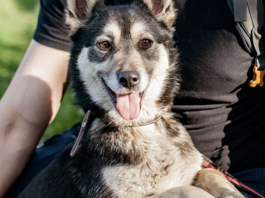 Собака из приюта