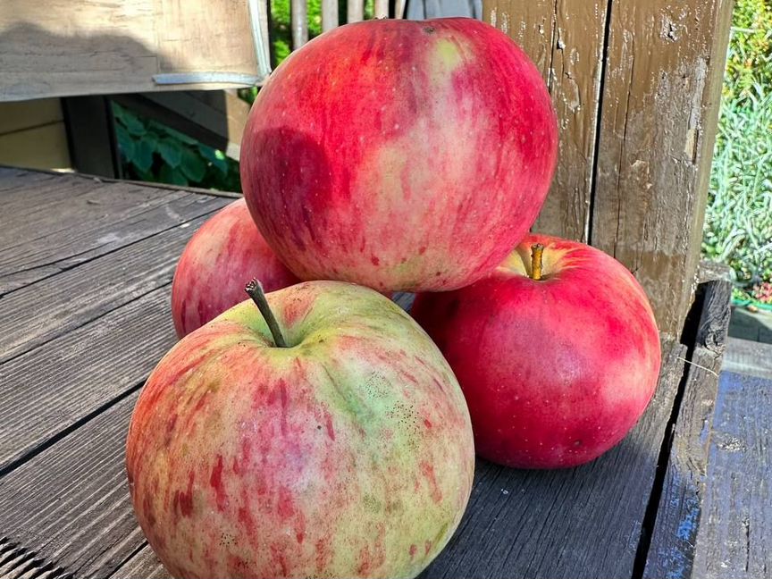 Яблоки домашние штрифель