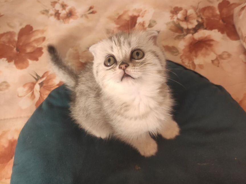 Шотландские котята