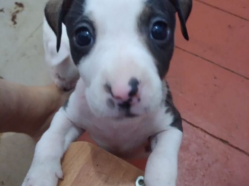 Щенки питбуля