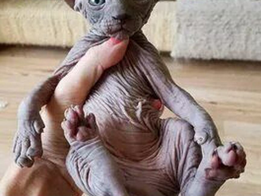 Котята продам