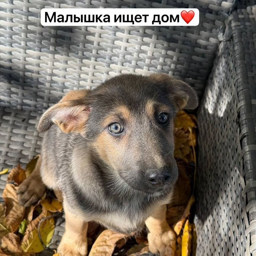 Шенок девочка ищет дом