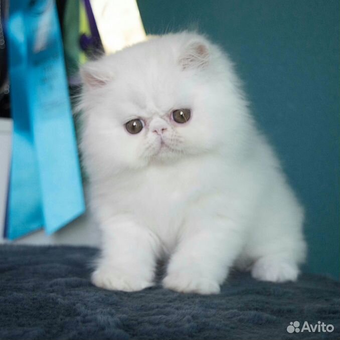 Персидская девочка, белого окраса, шоу