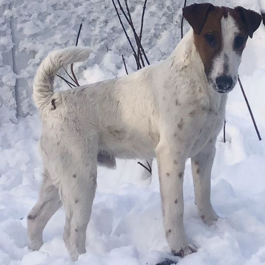 Фокстерьер, щенок