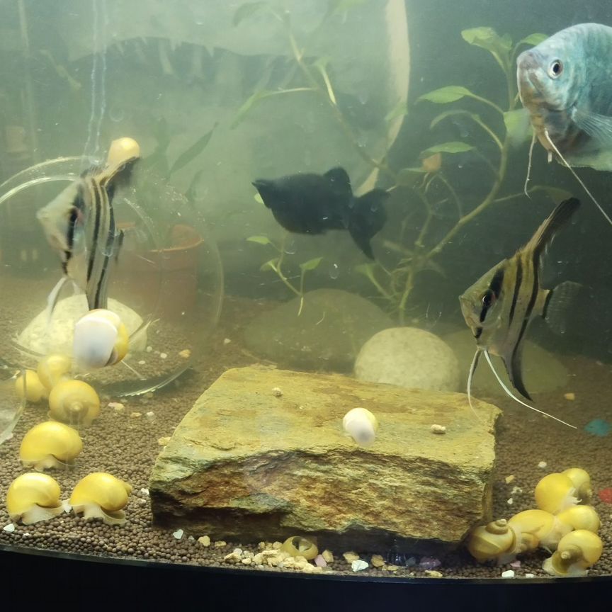 Улитки ампулярии желтые