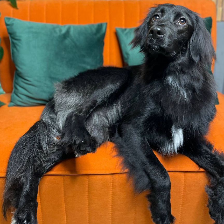 Прямошерстный ретривер, взрослая собака