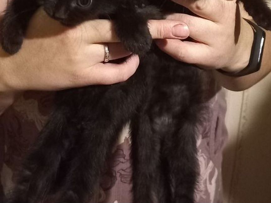 Котят передам в заботливые руки