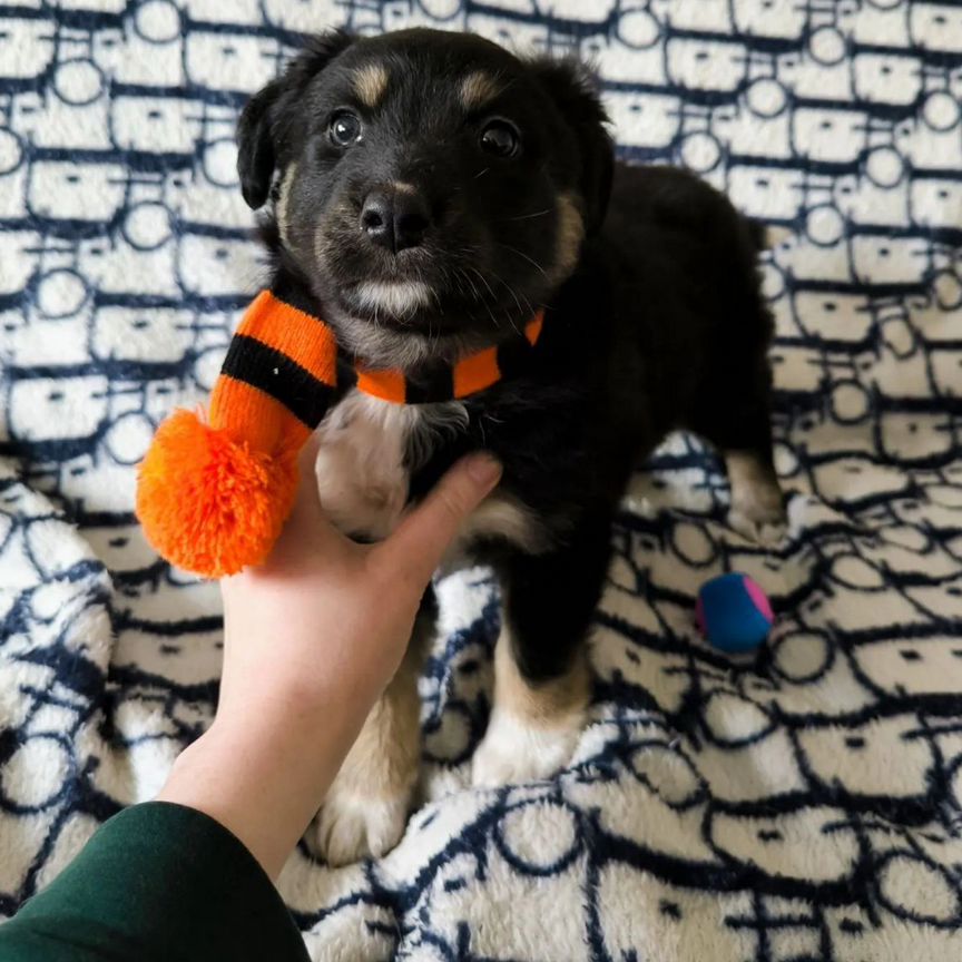 Щенок в добрые руки