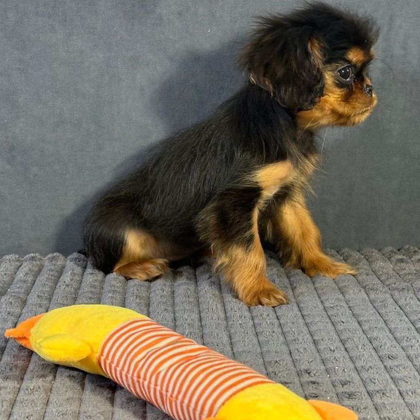 Кавалер кинг-чарльз-спаниель, щенок