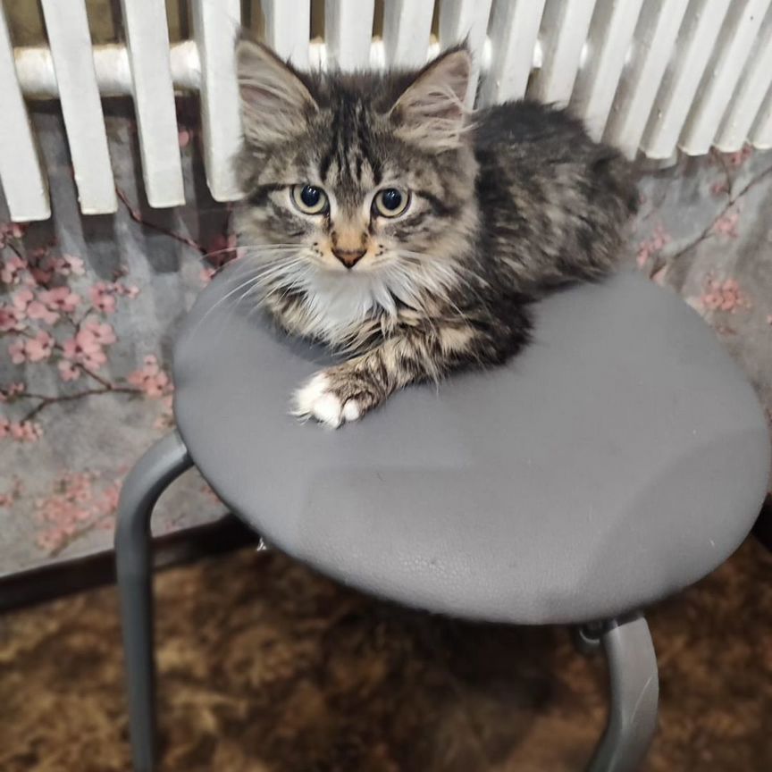 Котенок. Красивая девочка