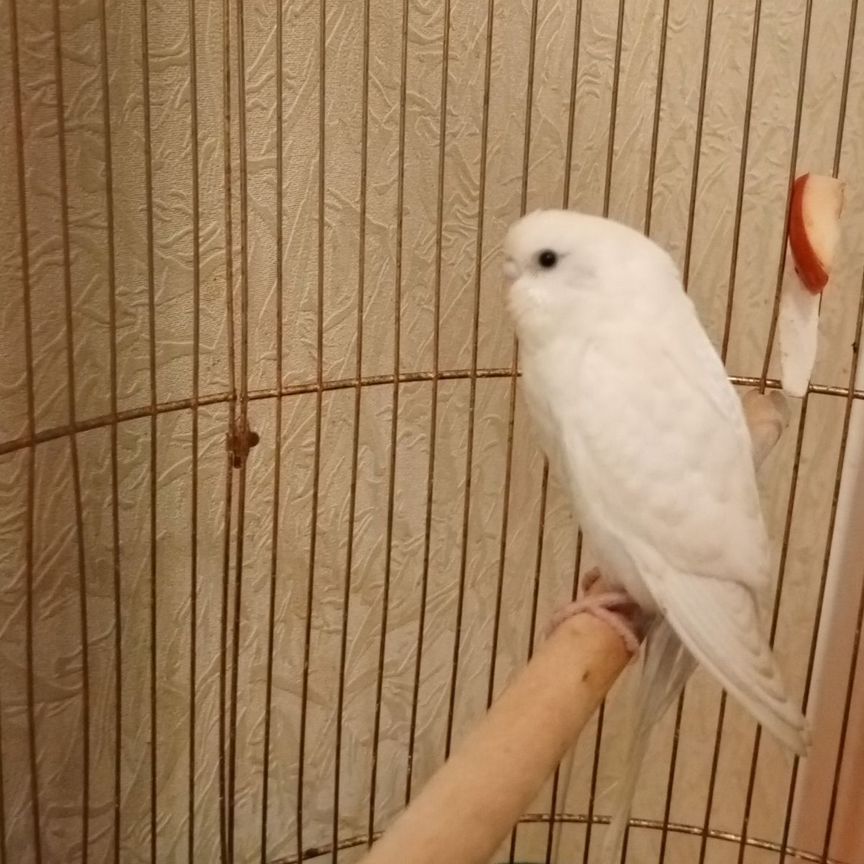 Попугай с клеткой