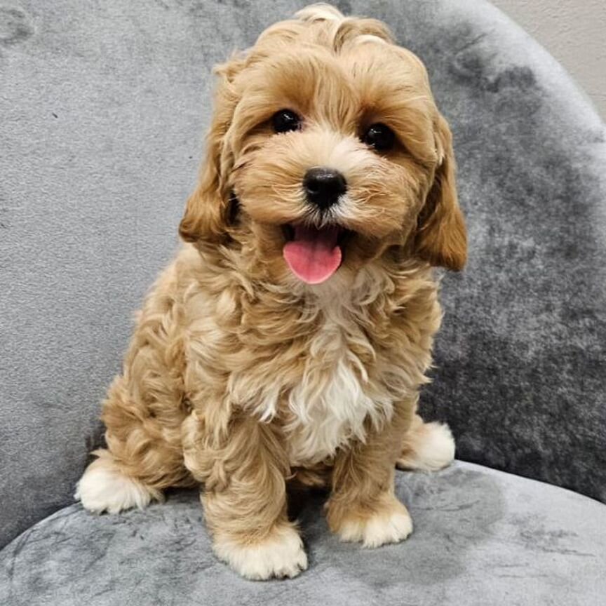 Мальтипу, щенок