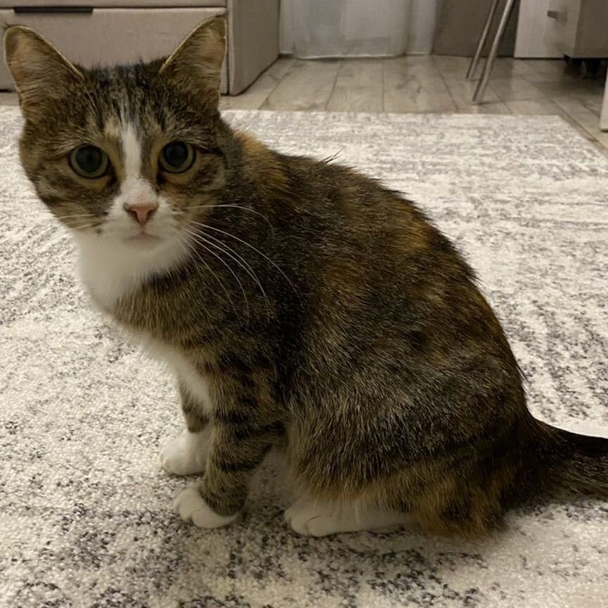 Взрослая кошка в добрые руки