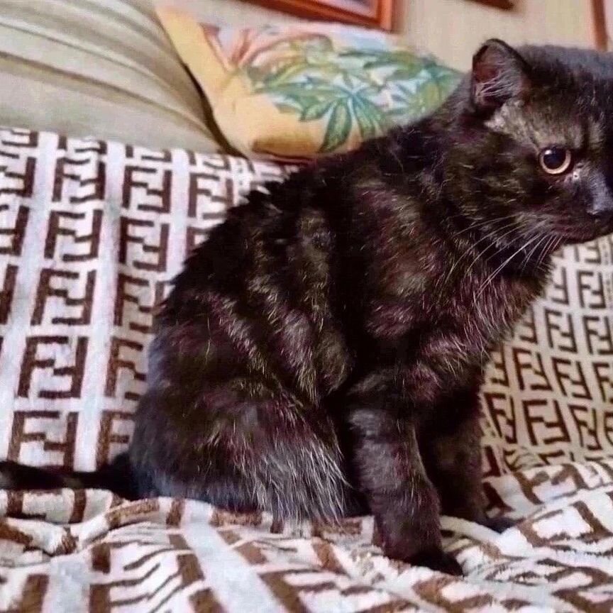 Кот британец