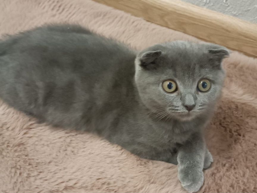 Британская кошка