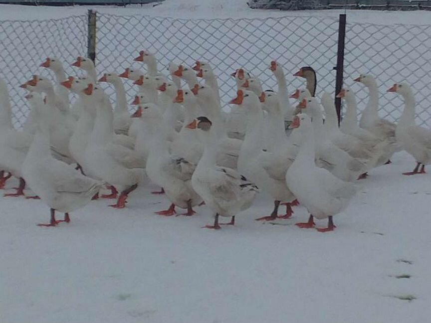 Гусята 3-х дневные, запись