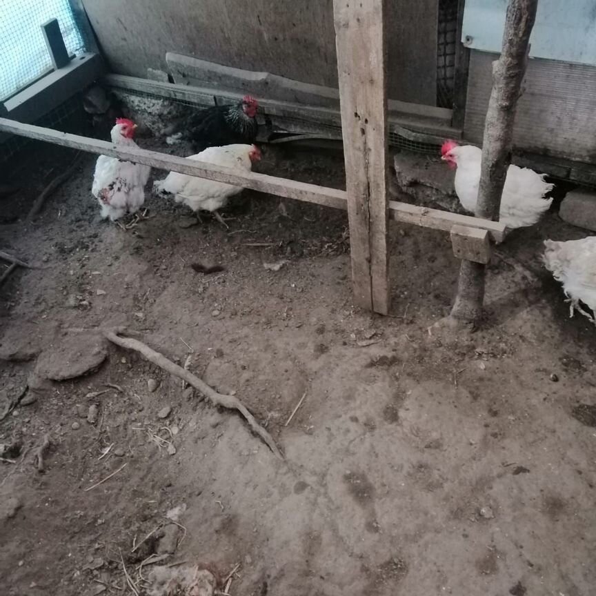 Куры домашние