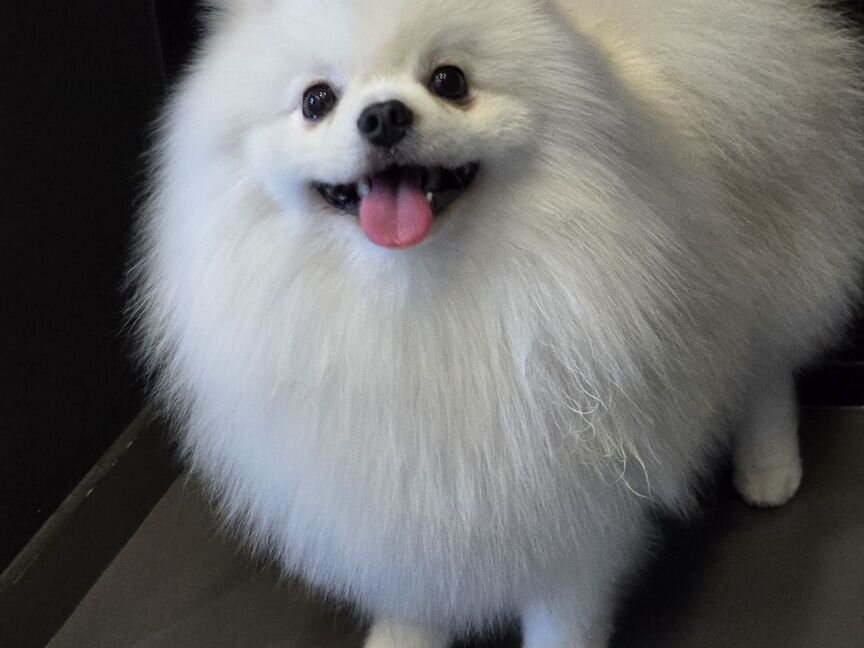 Вязка. Малый шпиц