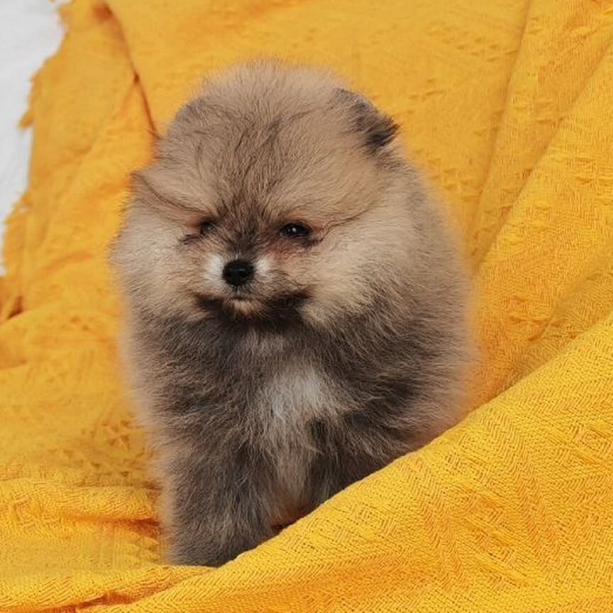 Померанский шпиц, щенок