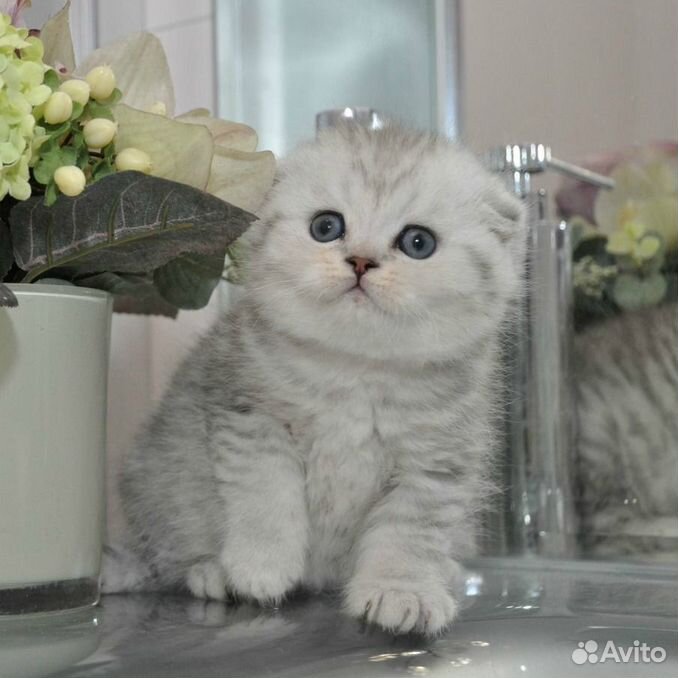 Вискас кошечки вислоухие и прямоухие