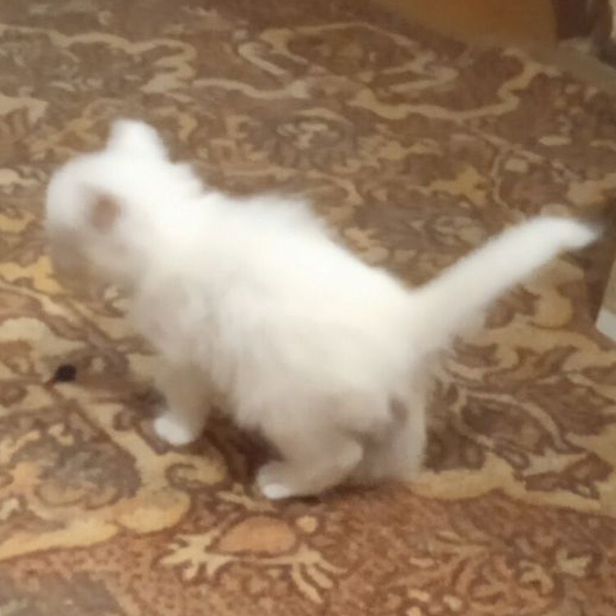 Турецкая ангора котёнок