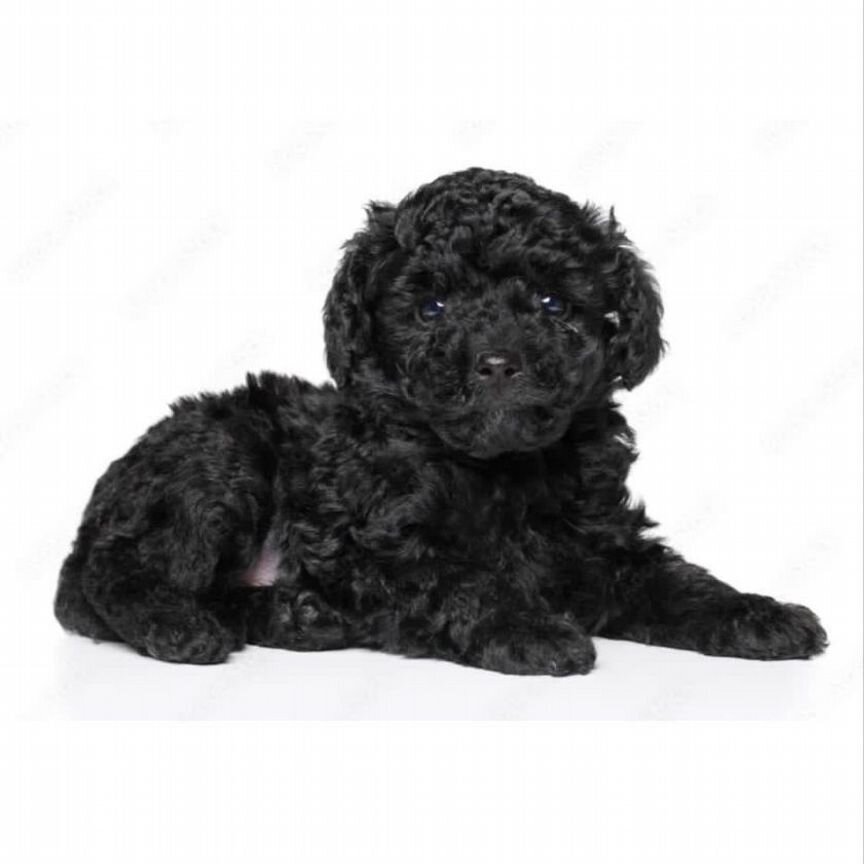 Той пуделёк мальчик