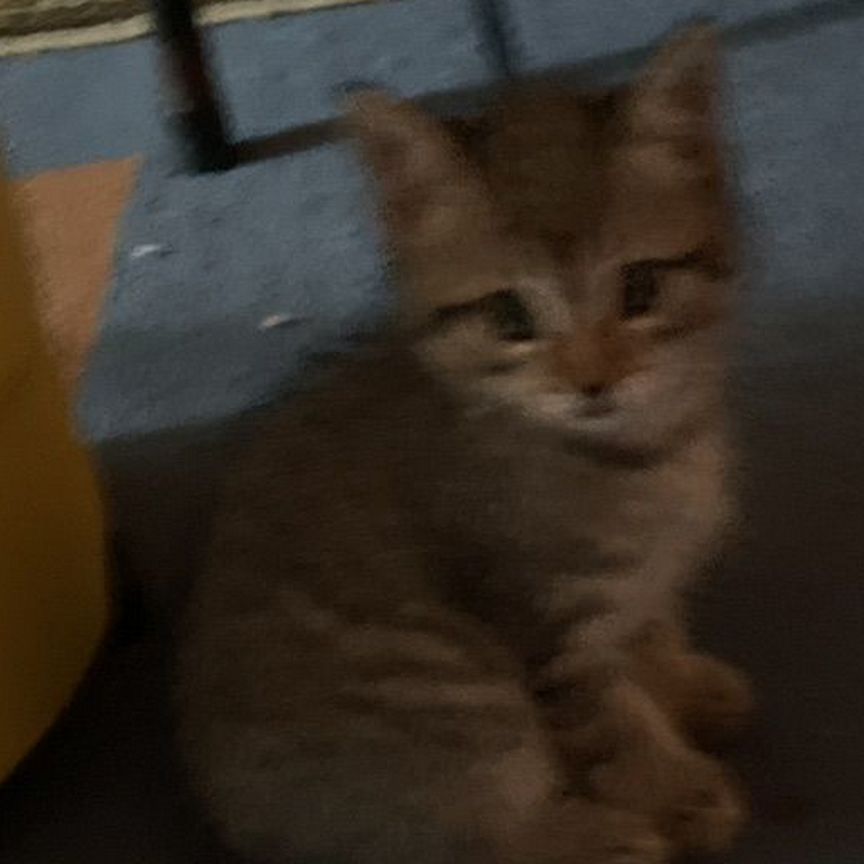Котёнок в добрые руки