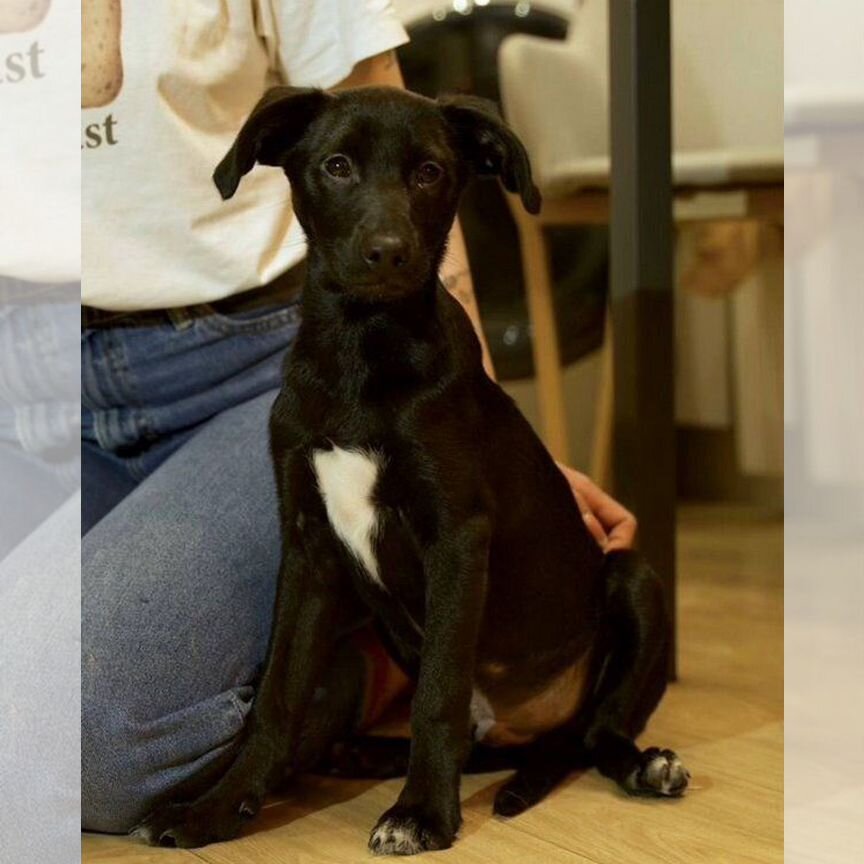 Щенок в добрые руки