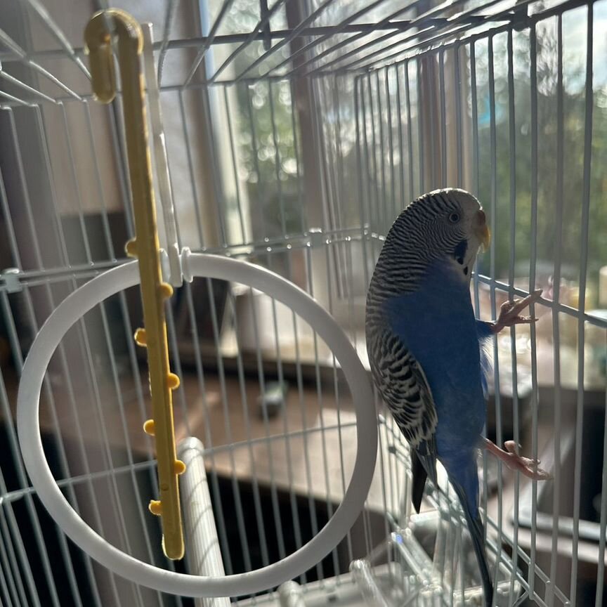 Волнистый попугай