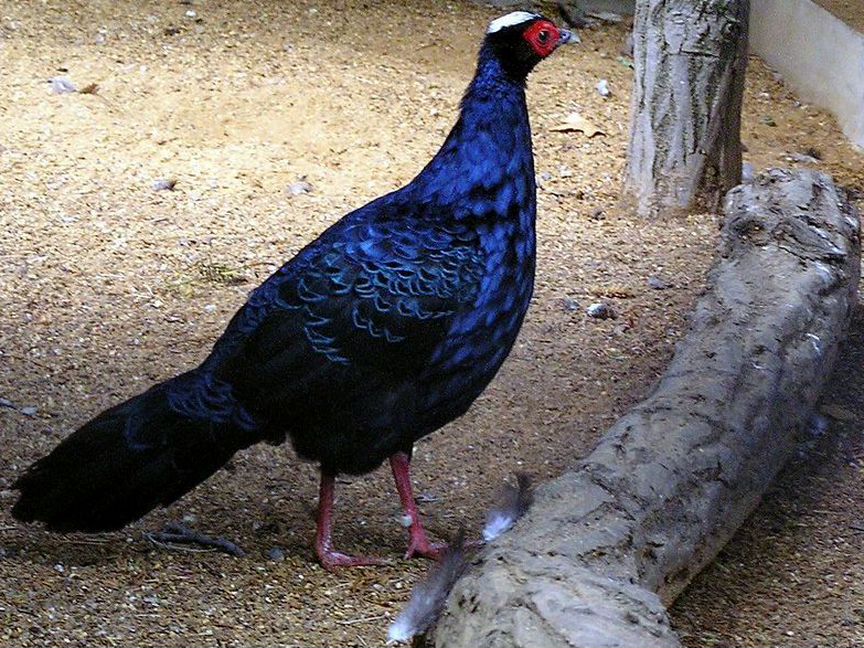 Фазан Эдварса