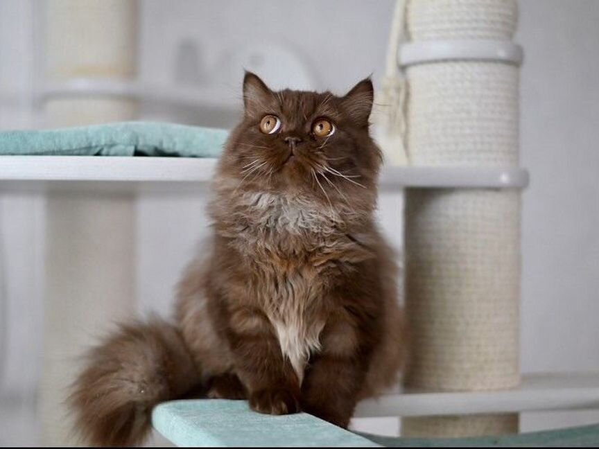 Кот Капитан