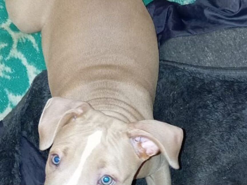 Щенки Керчь Стаффорд