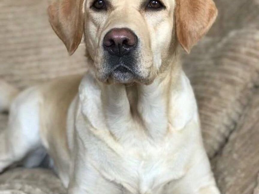 Лабрадор приглашает на вязку