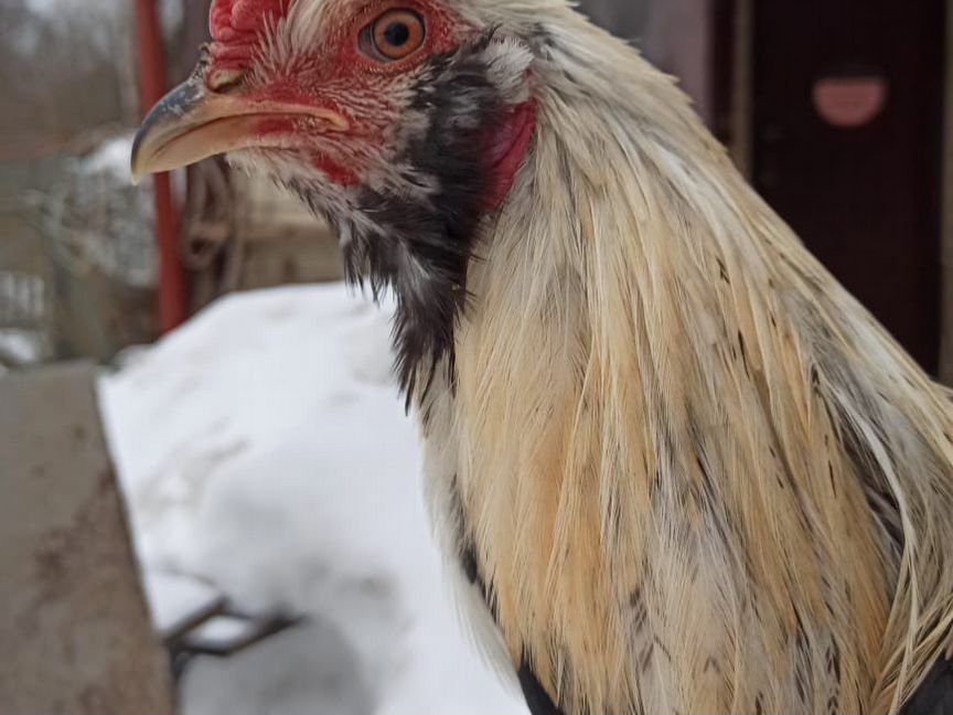 Петух Араукан