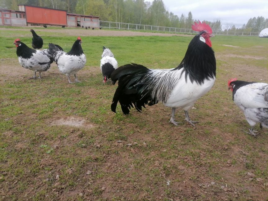 Куры Лакенфельдер