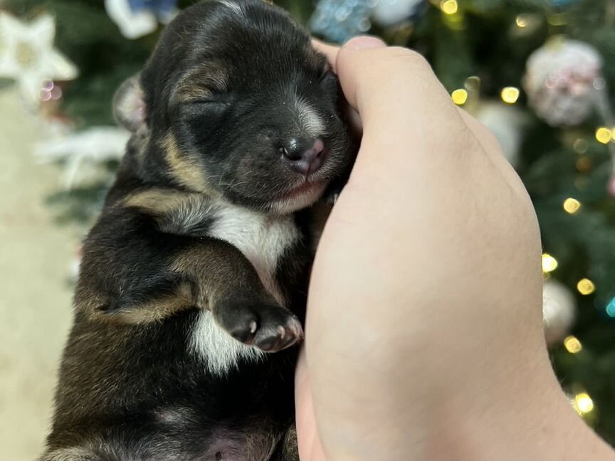 Щенок девочка и мальчик в добрые руки даром