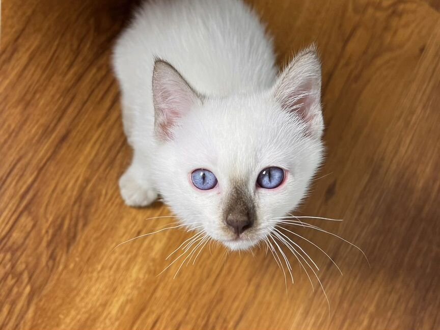 Тайский котенок