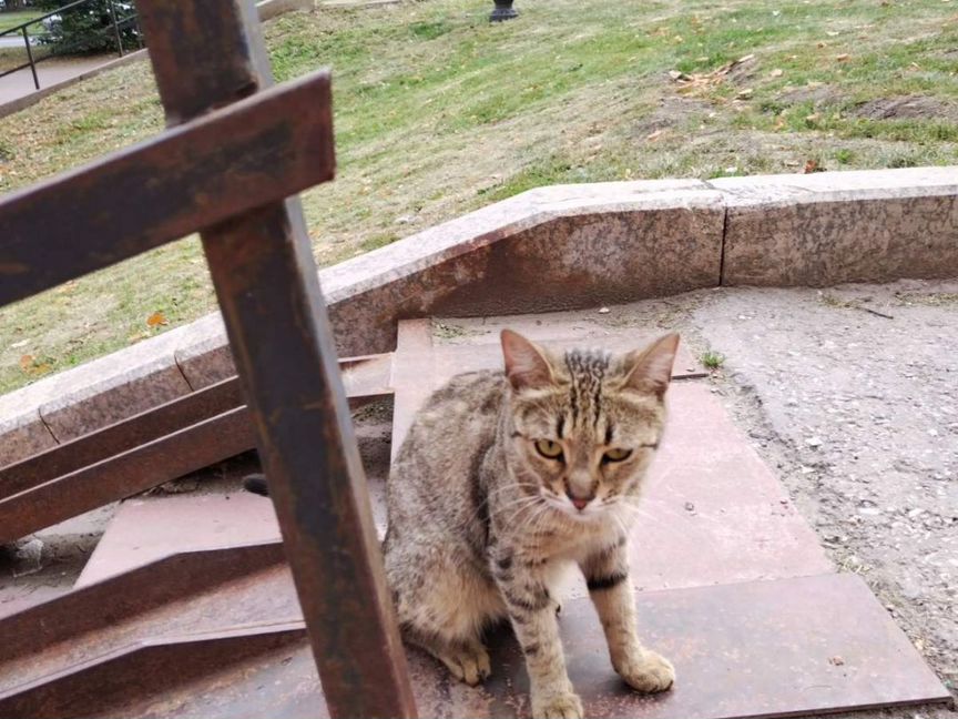 Люсенька ищет дом