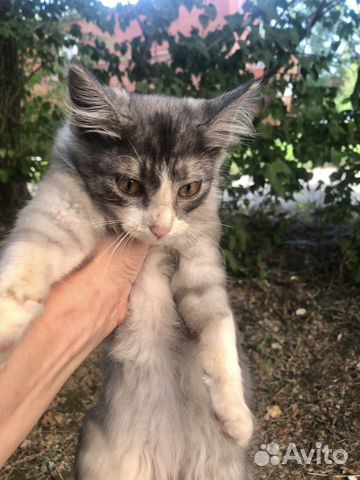 Котенок пропадает на улице