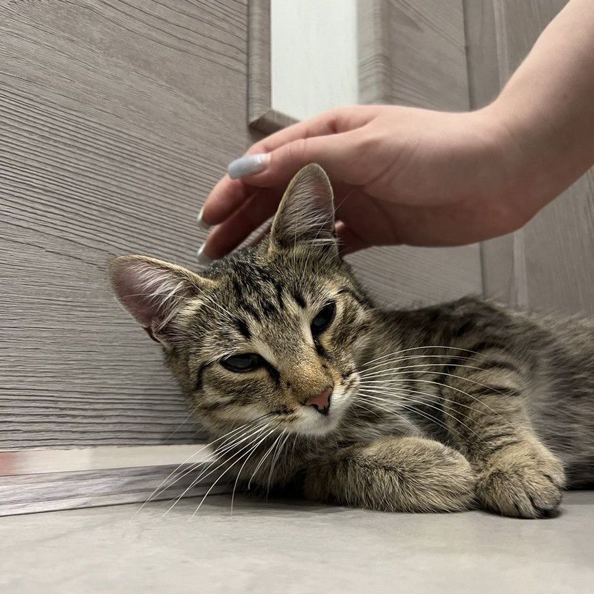 Кошка в дар