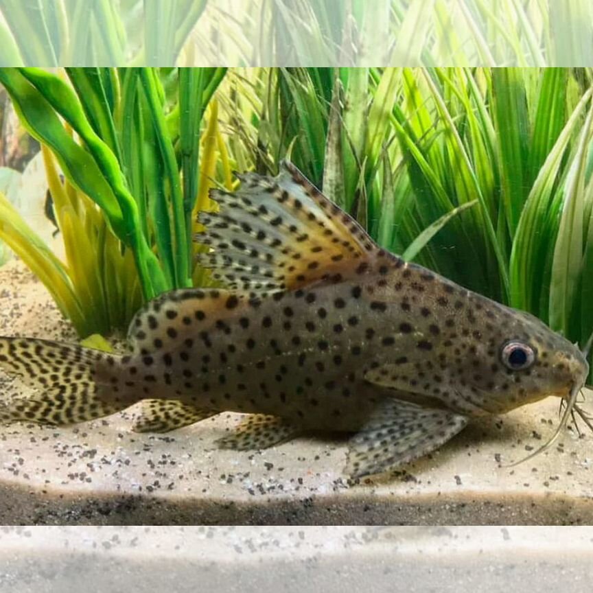 Сомы Синодонтисы (пара)