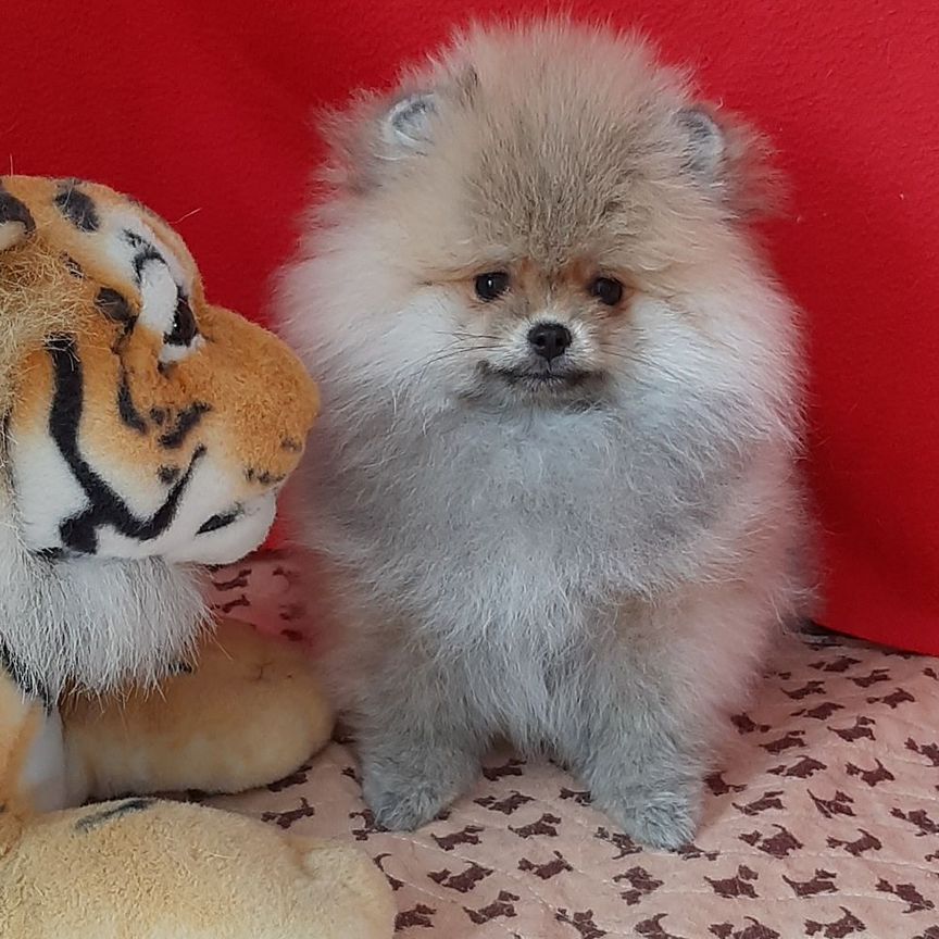 Померанский шпиц, щенок